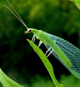 Crisopas: Insectos beneficiosos para el Jardín