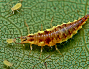Crisopas: Insectos beneficiosos para el Jardín | Jardineria Domenech ...
