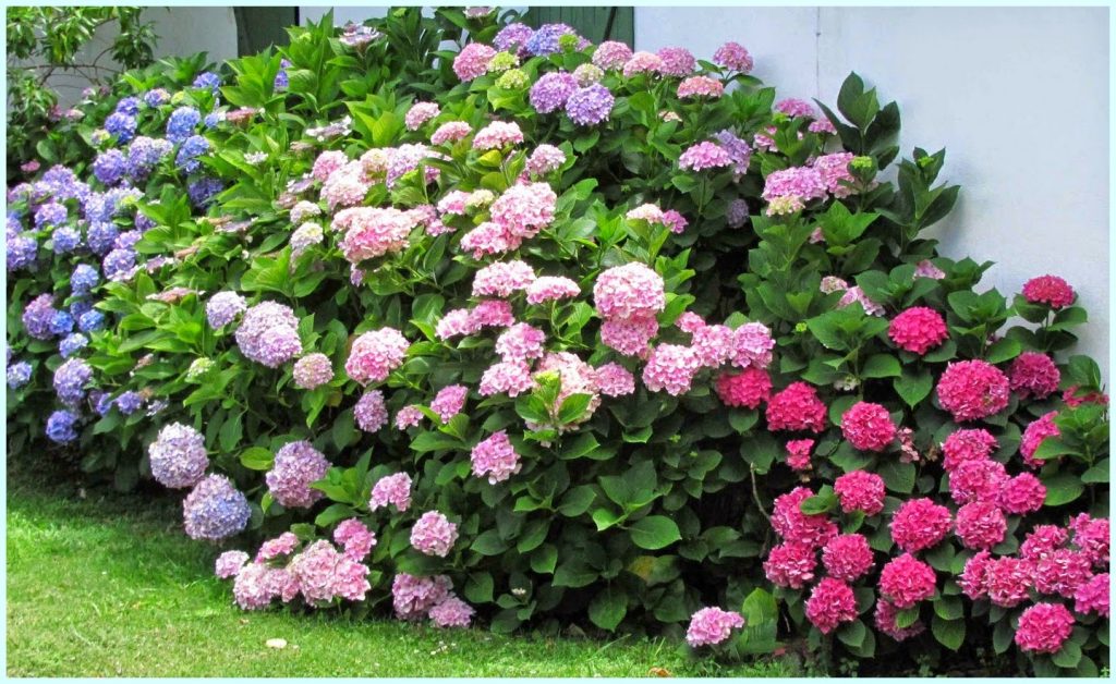 5 Consejos para podar una Hortensia | Jardineria Domenech ...