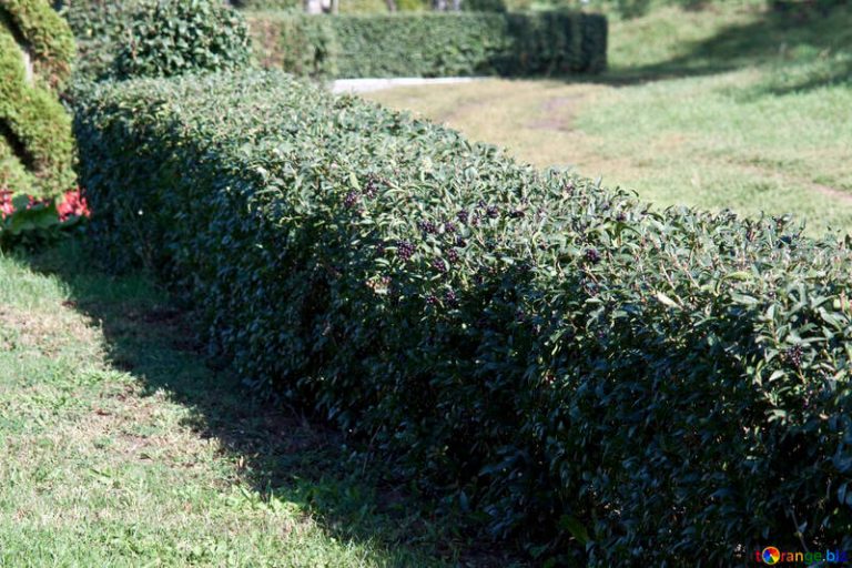 Tipos de Setos y cuál elegir para mi Jardín | Jardineria Domenech ...